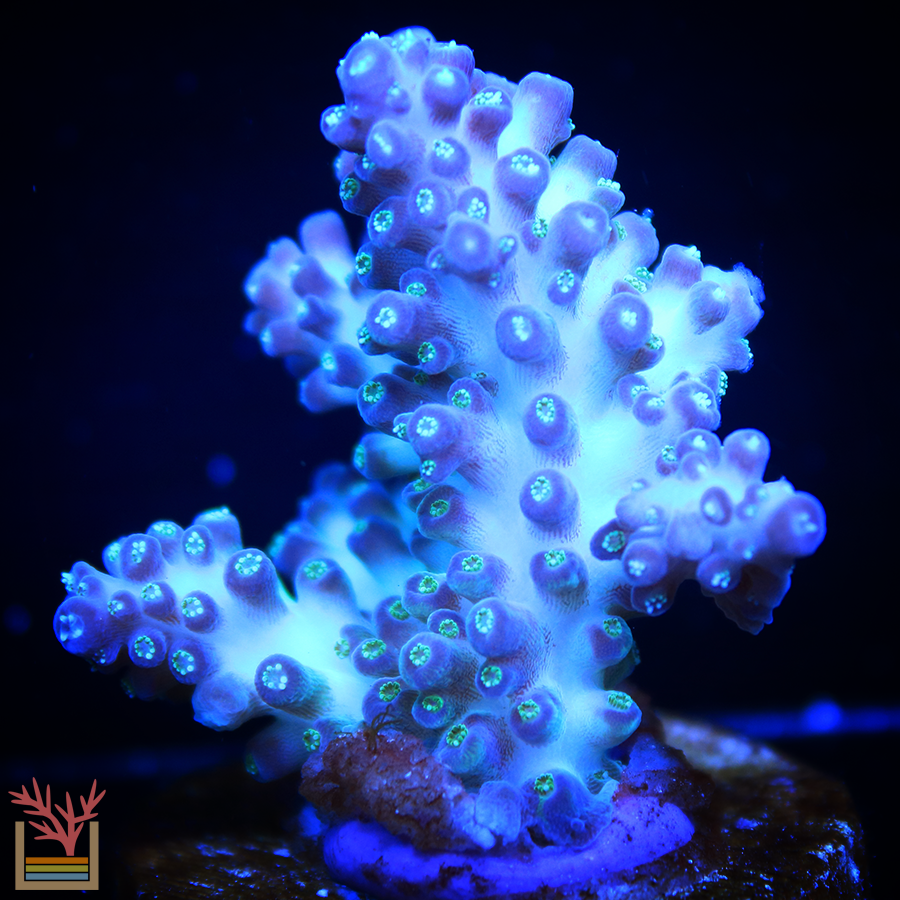 R66 Ice Titan Acropora – Plywood Corals